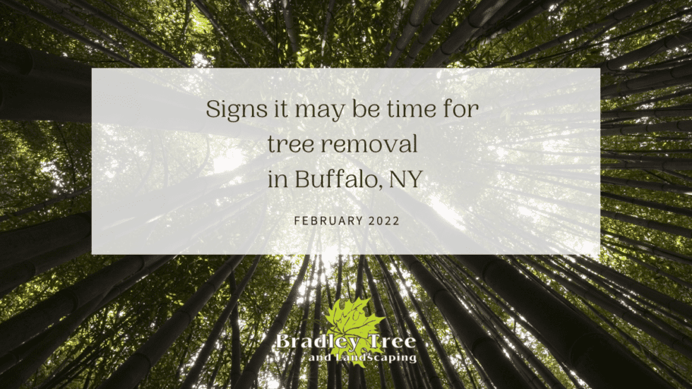 Signs it may be time for tree removal in Buffalo, NY