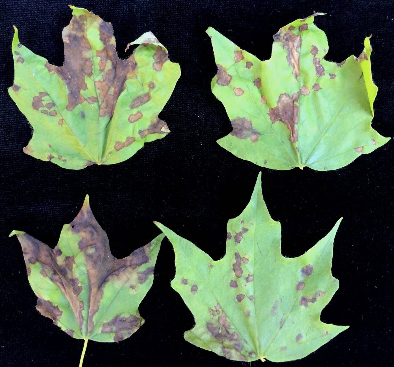Common Maple Tree Diseases - Bradley Trees