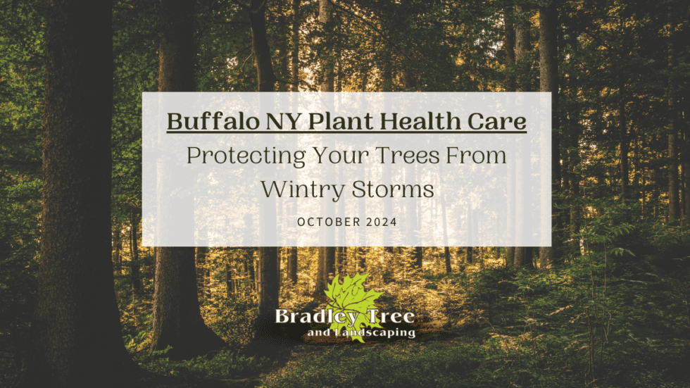 Protecting Your Trees From Wintry Storms | Buffalo NY Plant Health Care ...