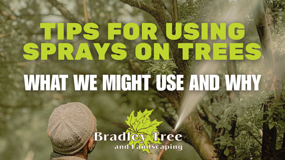 What You Need to Know About Repellents to Defeat Diseases and Insects ...