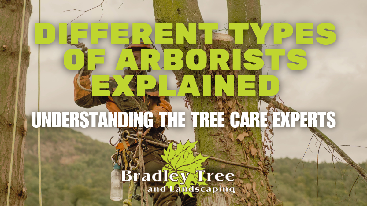 Types of Arborists Explained: Which Tree Care Expert Do You Need ...