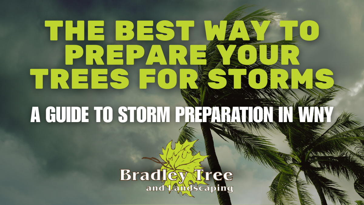 The Best Way to Prepare and Protect Your Trees from Storms in the ...